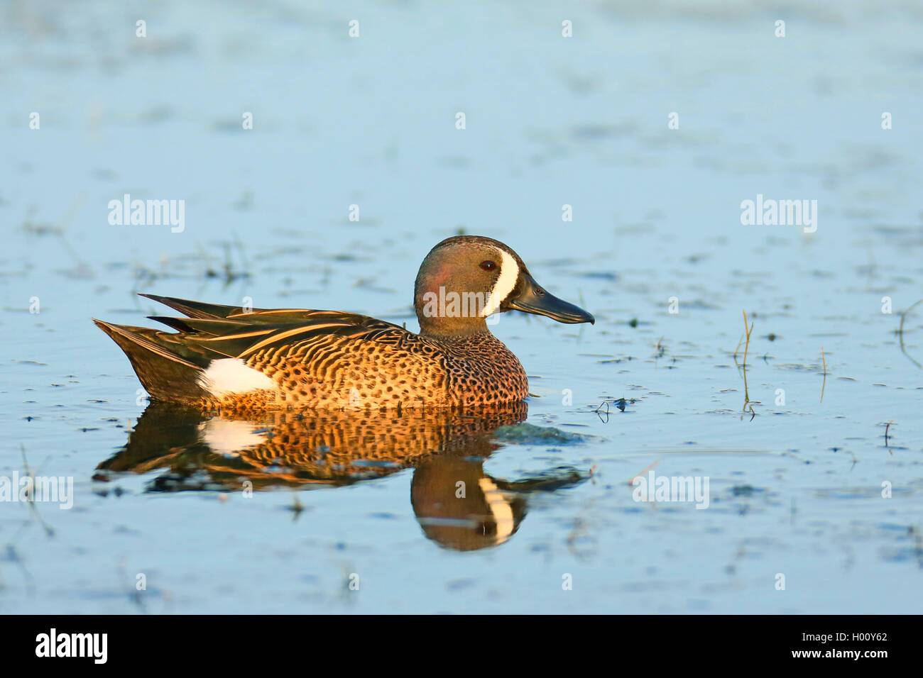 blue-winged teal (Anas discors), swimming drake, side view, USA ...