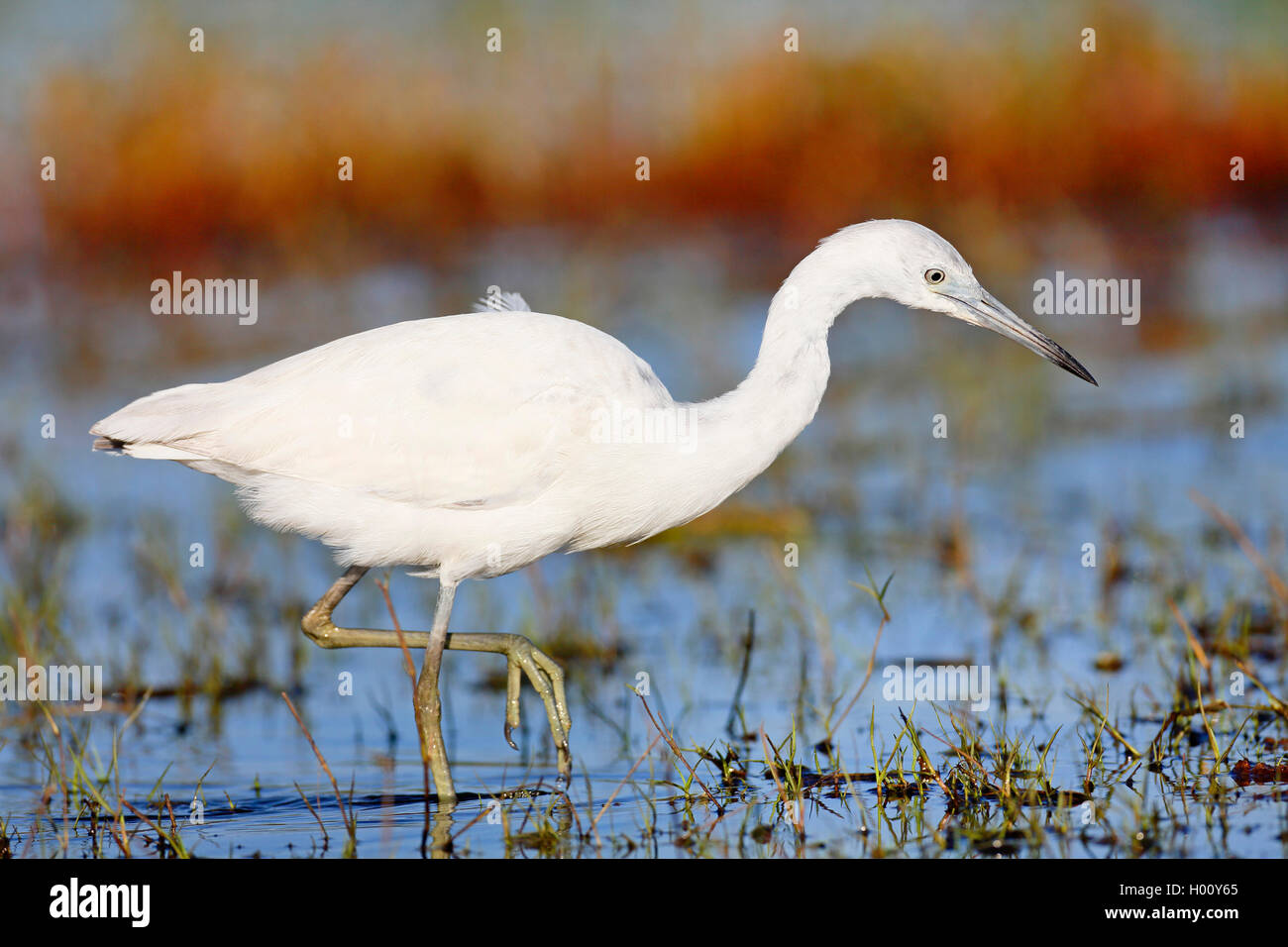 little blue heron (Egretta caerulea), heron in juvenile plumage looking ...