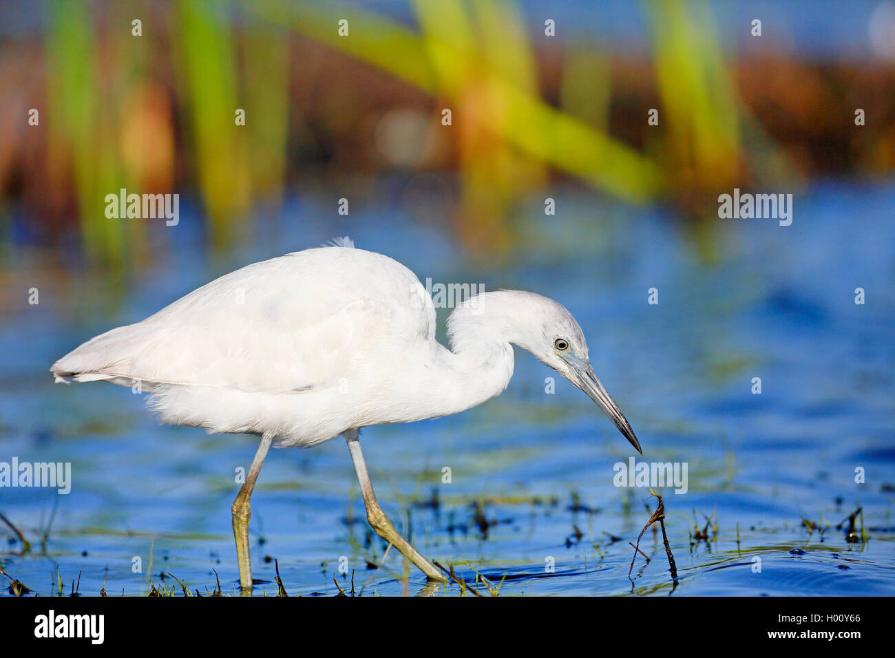 little blue heron (Egretta caerulea), heron in juvenile plumage looking ...