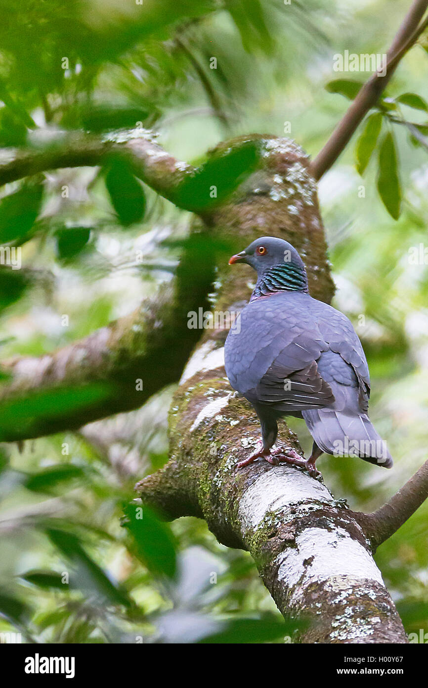 Laurel pigeons hi-res stock photography and images - Alamy