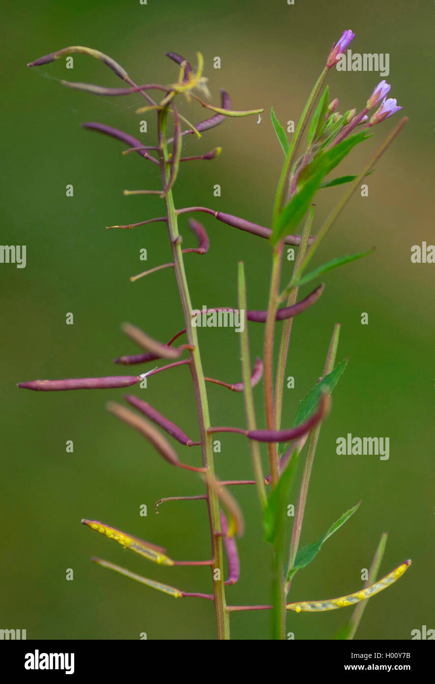 willow-herb, willow-weed (Epilobium spec.), with flowers and fruits ...
