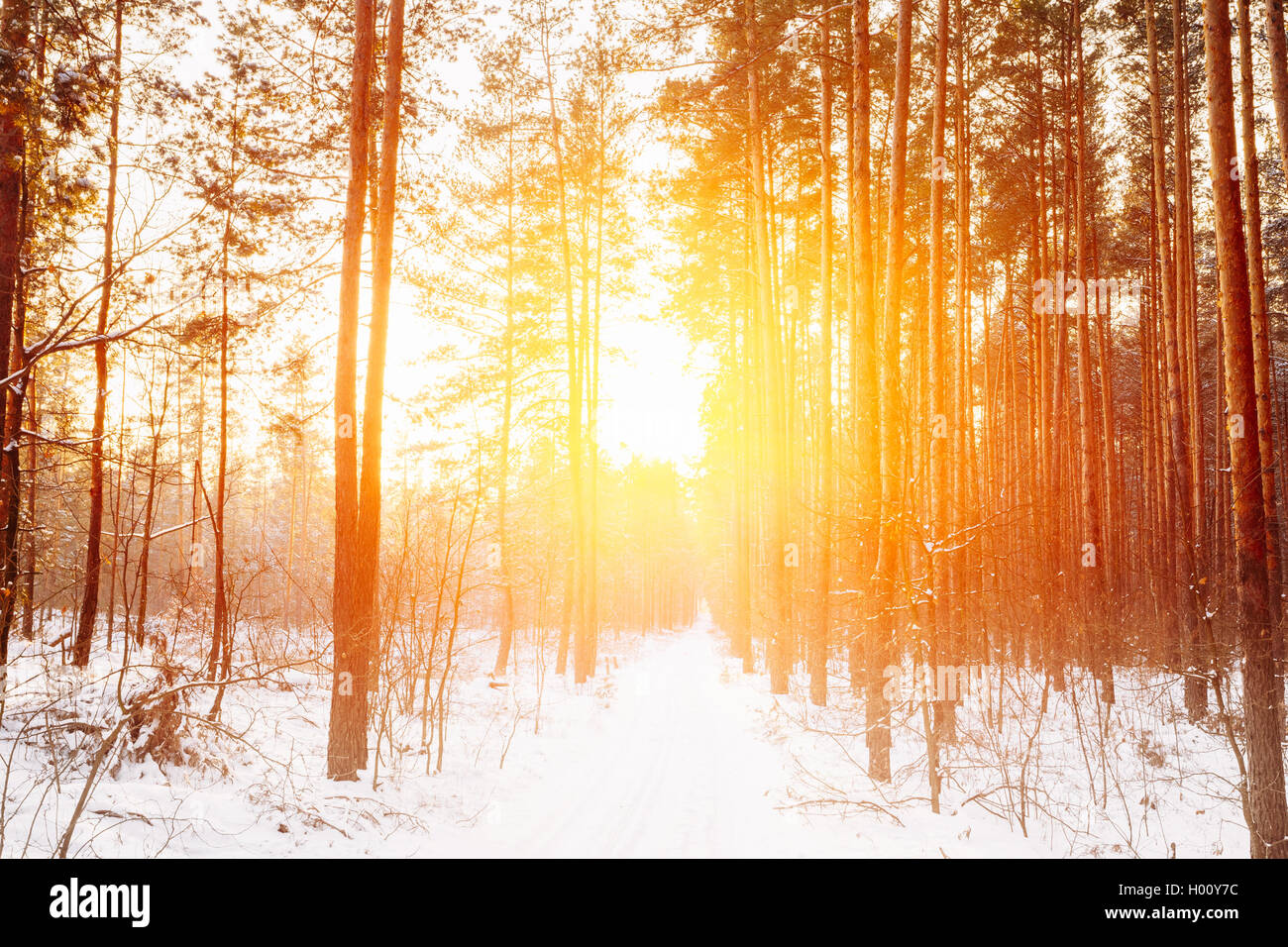 Beautiful nature amazing forest hi-res stock photography and images - Alamy