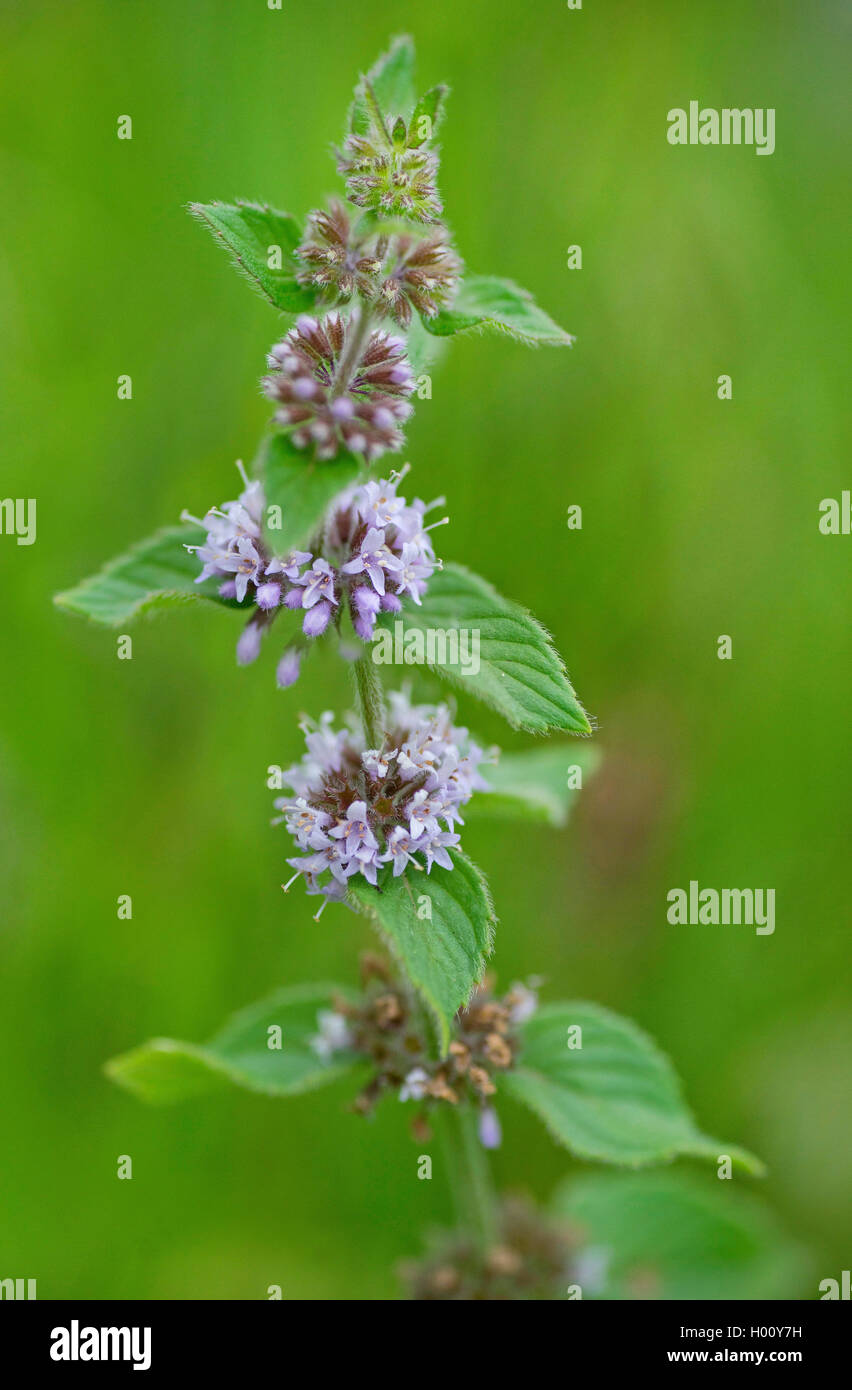 Brook Mint, Canadian Mint, Common Mint, Corn Mint, European Corn Mint ...