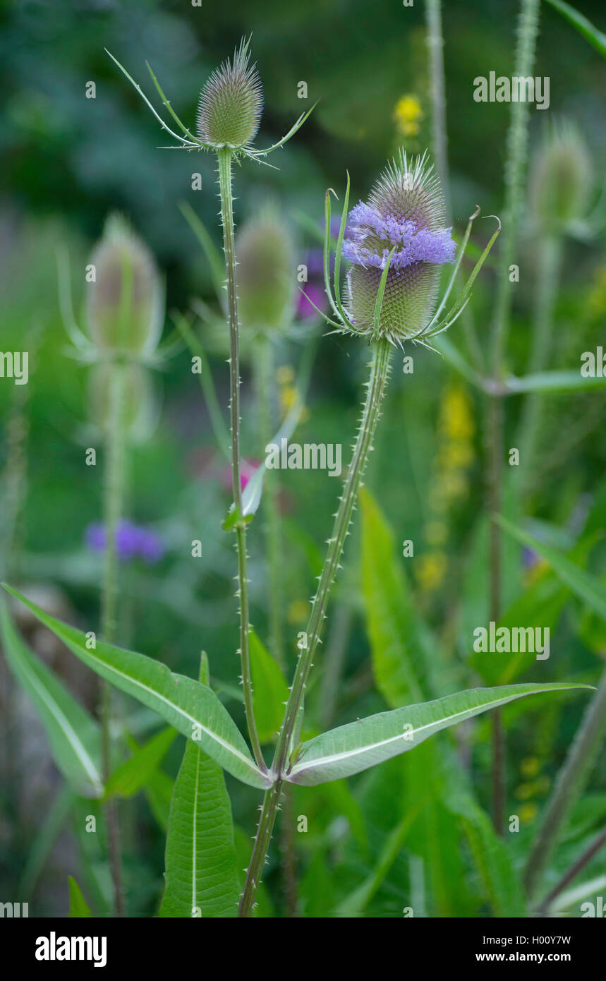 Wild teasel, Fuller's teasel, Common teasel, Common teazle (Dipsacus ...