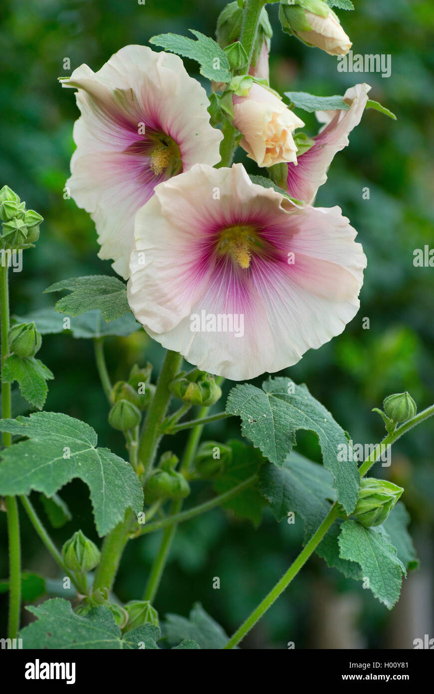 holly hock, hollyhock (Alcea rosea, Althaea rosea), flower, Germany Stock Photo - Alamy