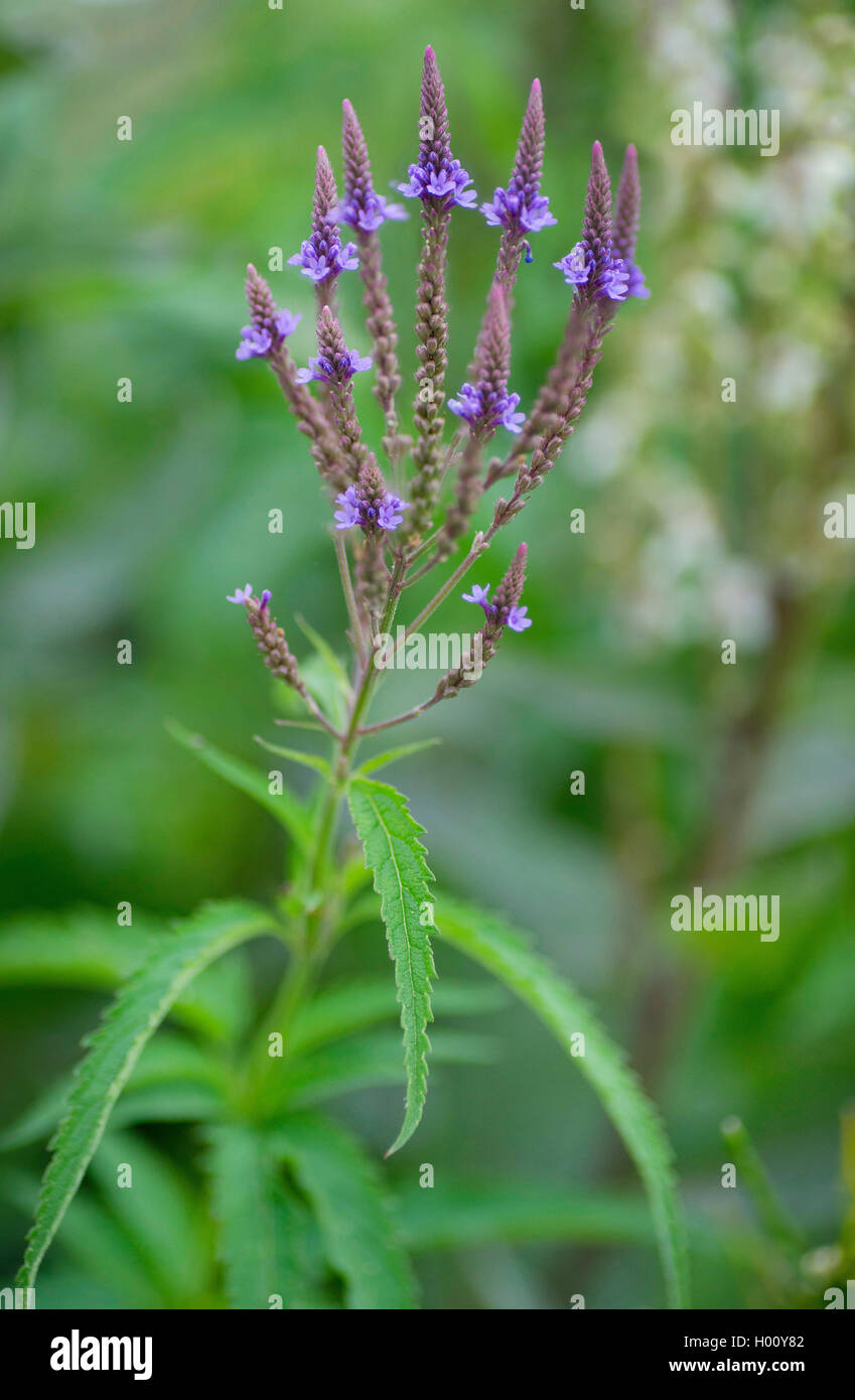 Blue vervain hi-res stock photography and images - Alamy