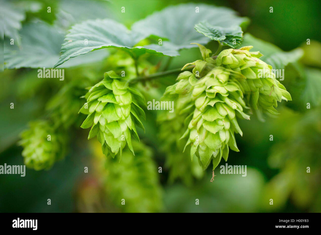 Germany humulus lupulus hi-res stock photography and images - Alamy