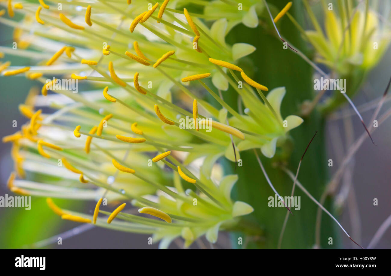 Octopus agave (Agave vilmoriniana), flowers Stock Photo - Alamy