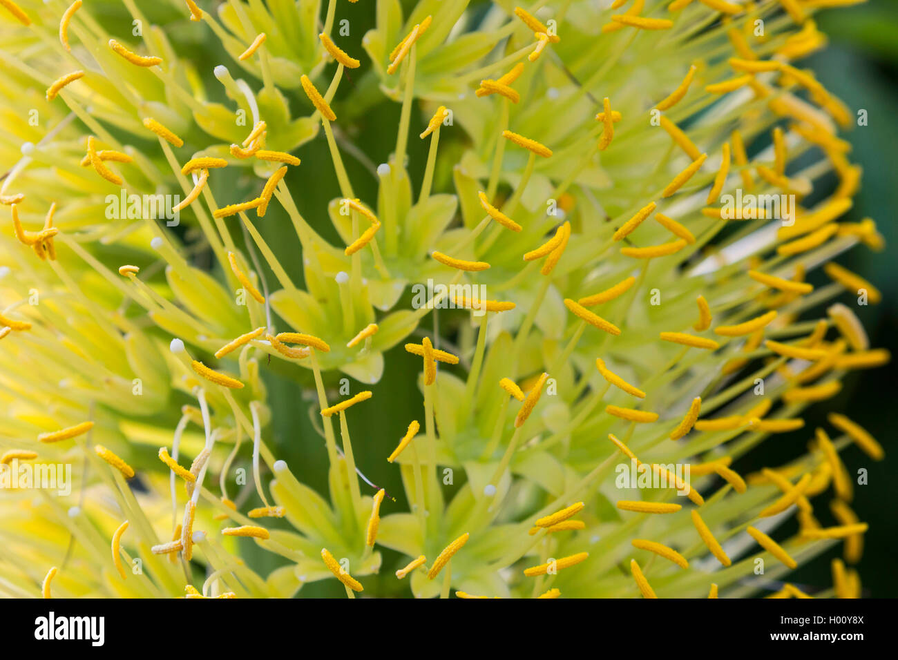 Octopus agave (Agave vilmoriniana), flowers Stock Photo - Alamy