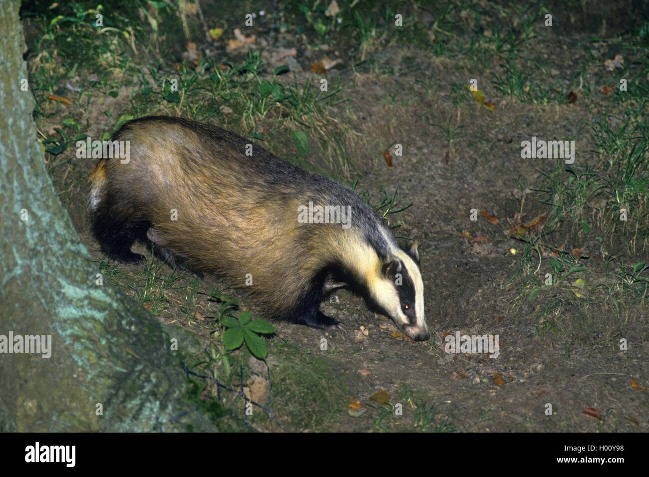 Old World badger, Eurasian badger (Meles meles), at the badger's burrow ...
