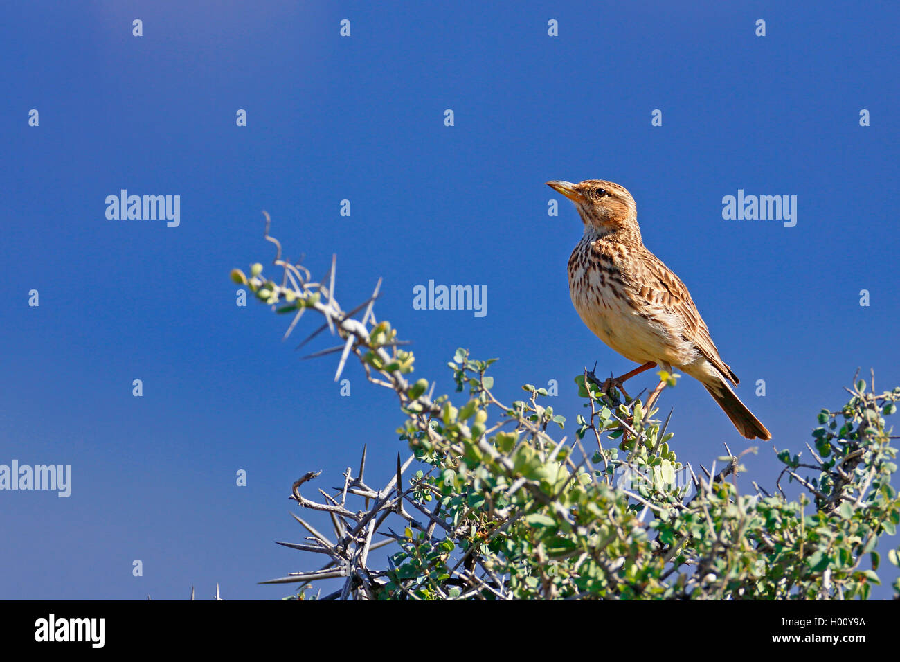 Large-billed Lark, Southern Thick-billed Lark (Galerida magnirostris ...