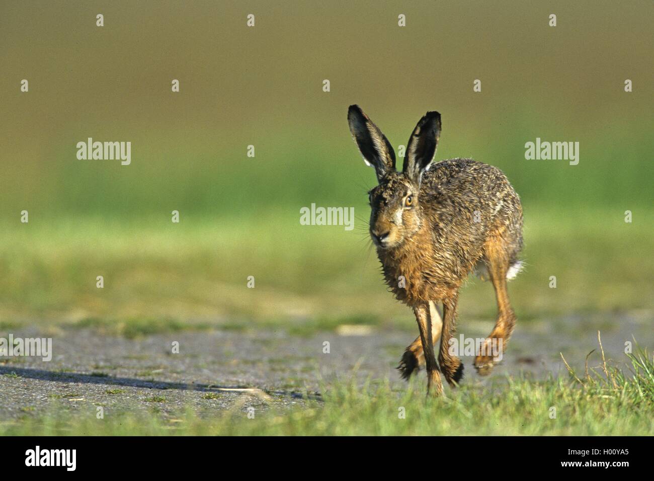 Hare running movement hi-res stock photography and images - Alamy