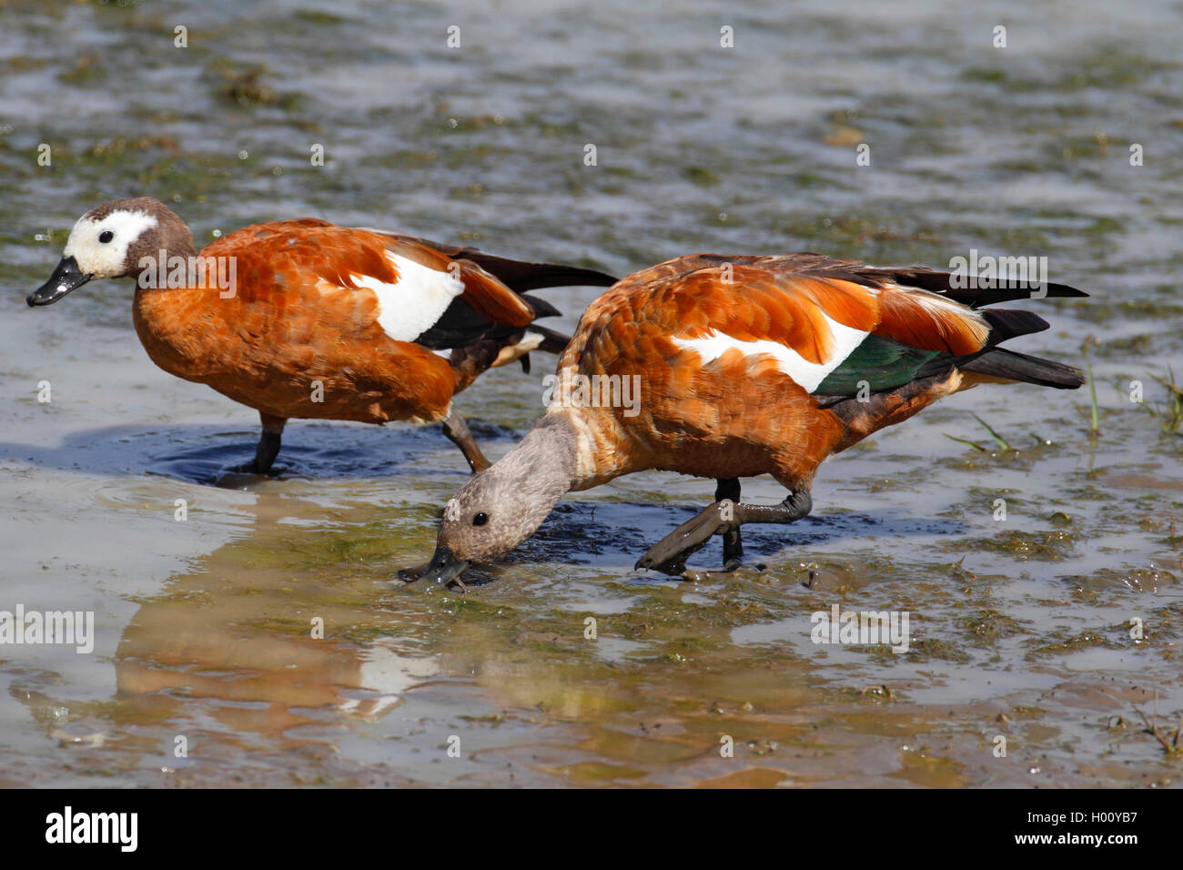 Cape shelducks High Resolution Stock Photography and Images - Alamy