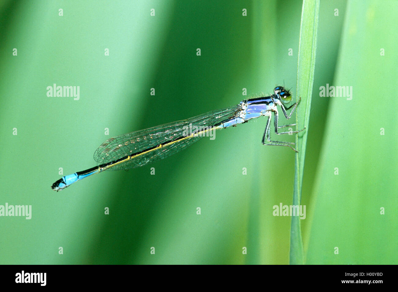 common ischnura, blue-tailed damselfly (Ischnura elegans), male sitting ...