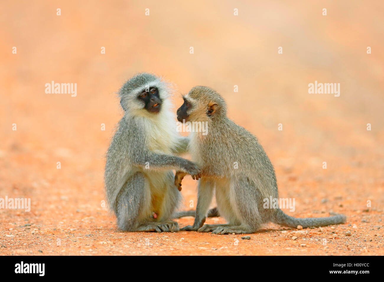 Grivet monkey, Savanna monkey, Green monkey, Vervet monkey ...