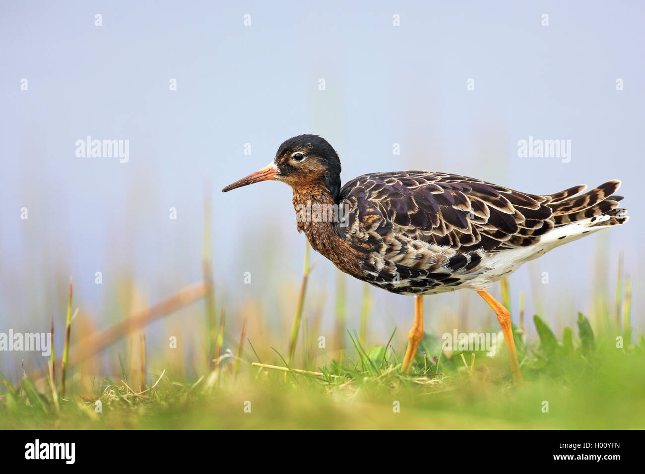ruff (Philomachus pugnax), male standing in pasture land, side view ...