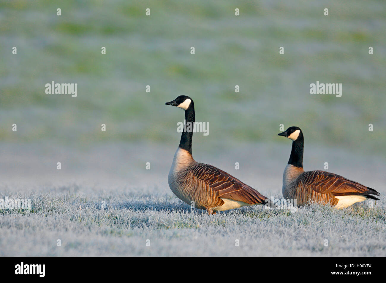 Canada goose (Branta canadensis), pair standing in pasture land with ...