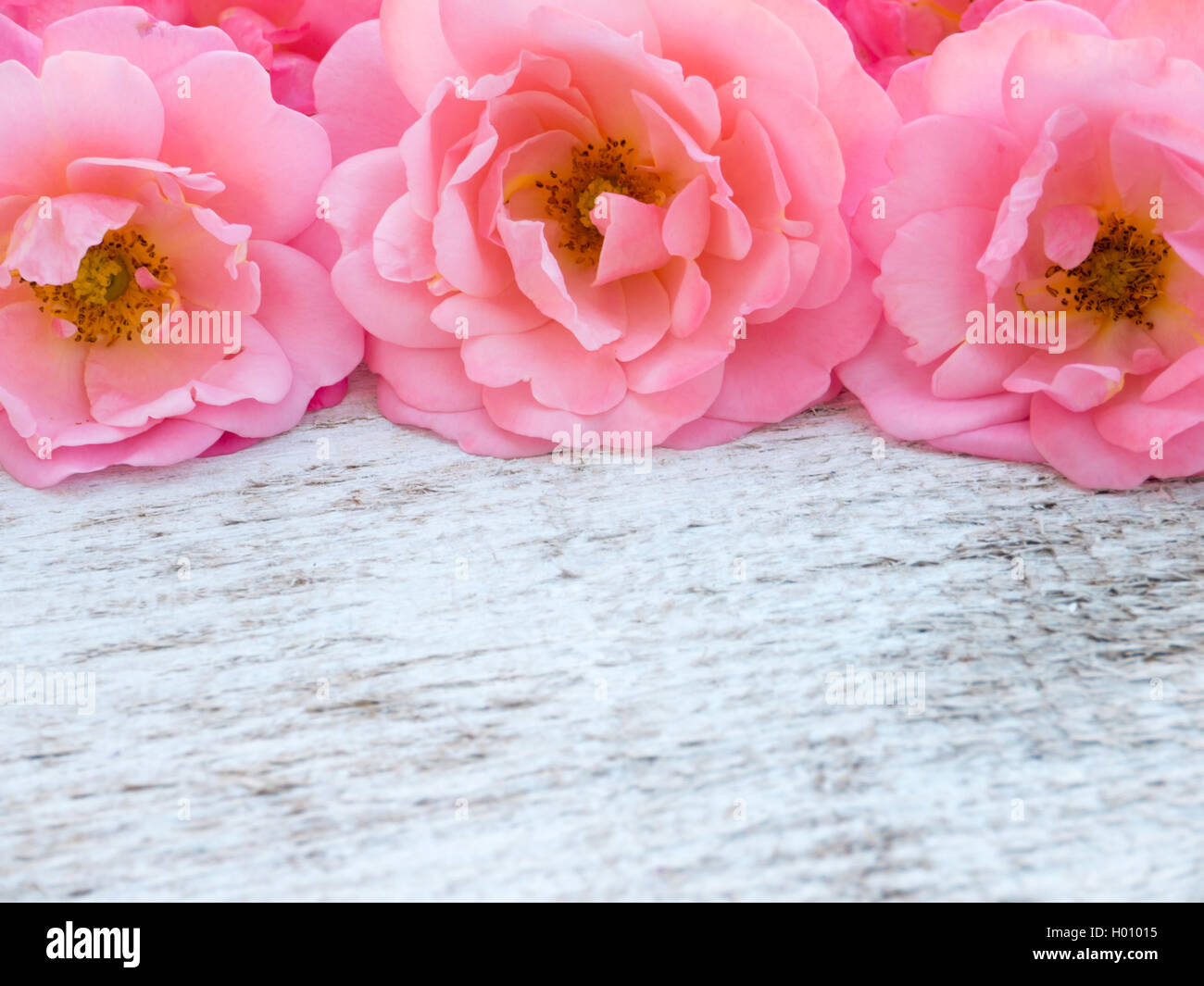 Pink curly roses bouquet on the rustic white painted background Stock ...