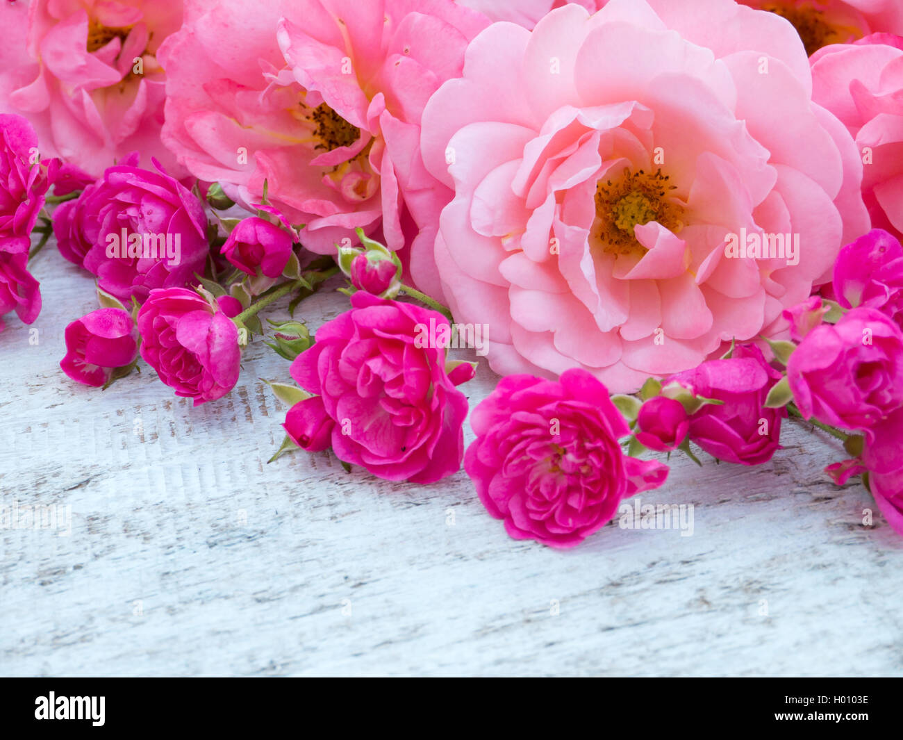 Pink curly roses and small vibrant pink roses on the rustic white ...