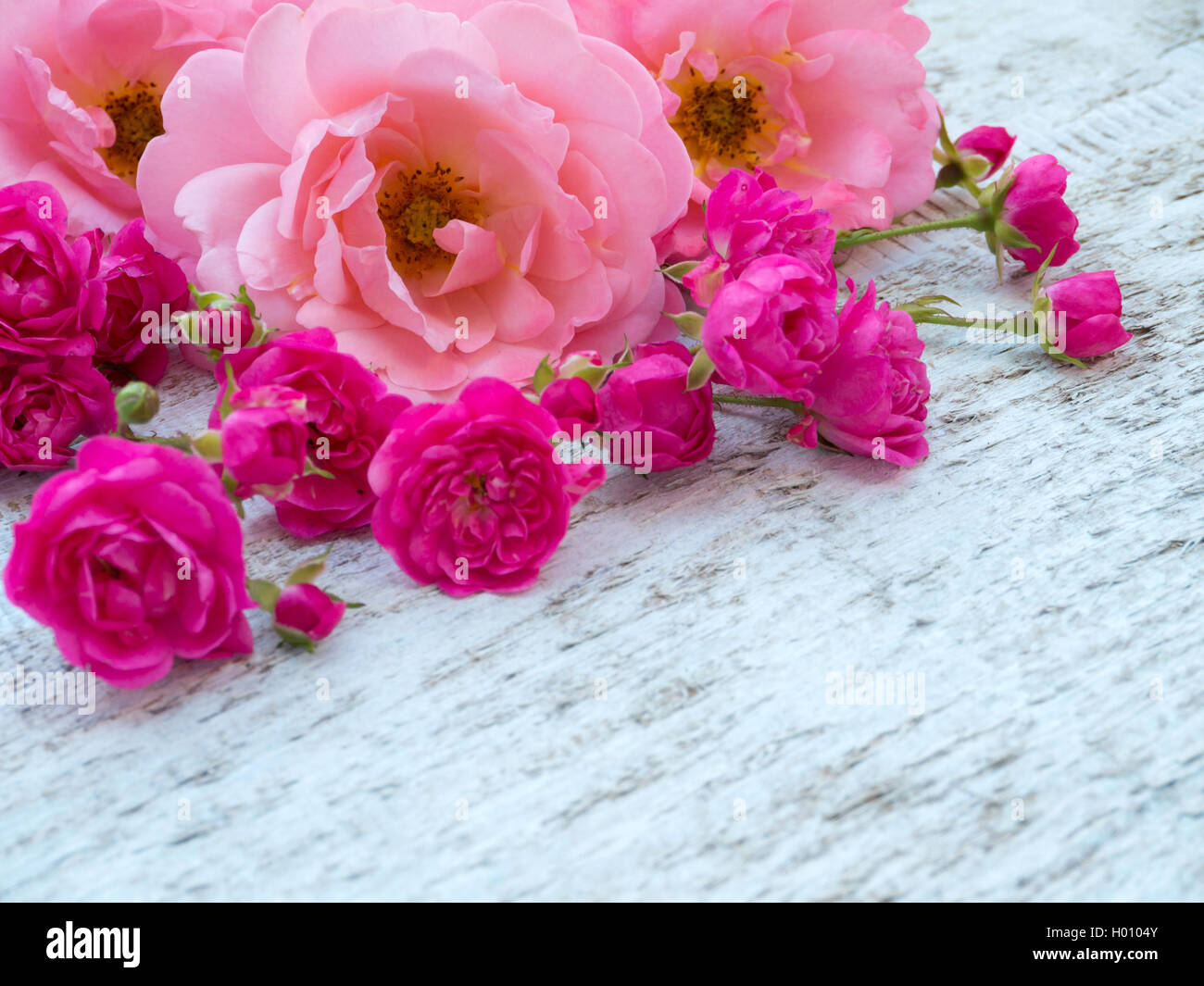 Pink curly roses and small vibrant pink roses on the rustic white ...