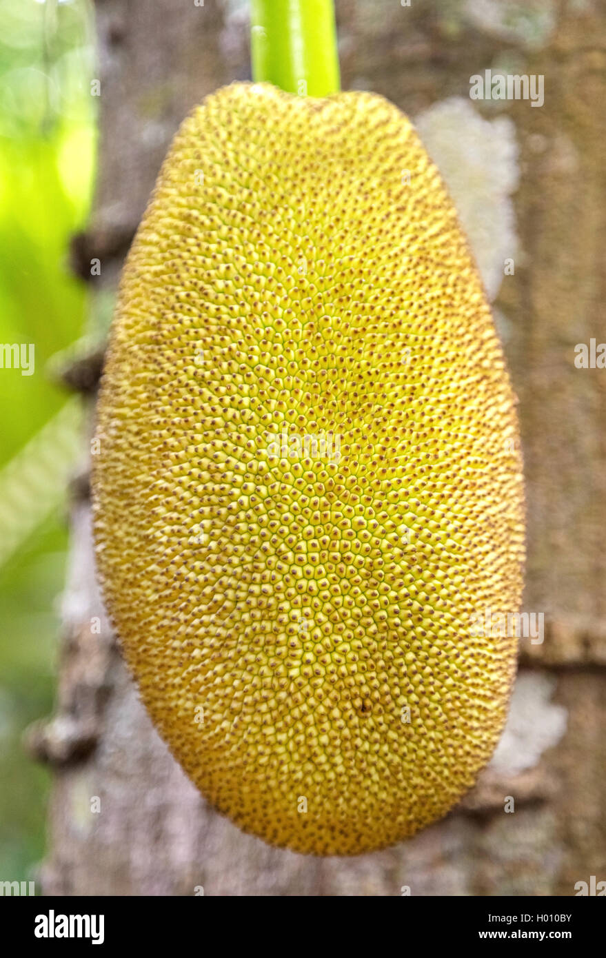 Jackfruit hanging from the trunk. This fruit is excellent vegetarian ...