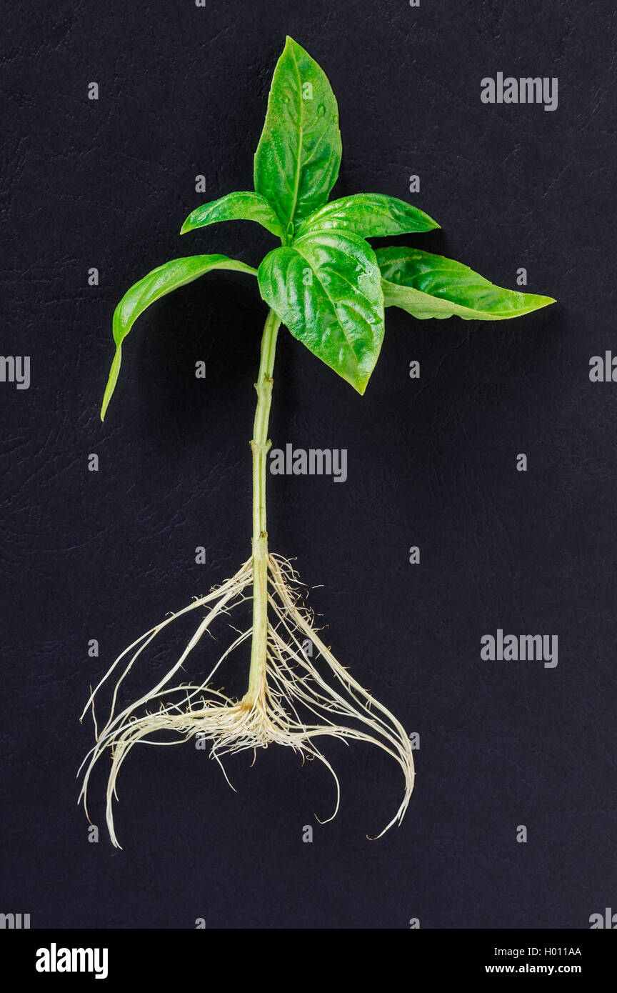 Small basil plant with clean white roots isolated on a dark textured ...