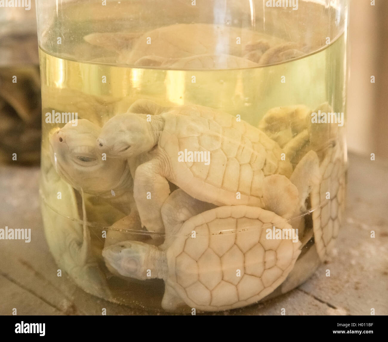 Turtle hatchery sri lanka hi-res stock photography and images - Alamy