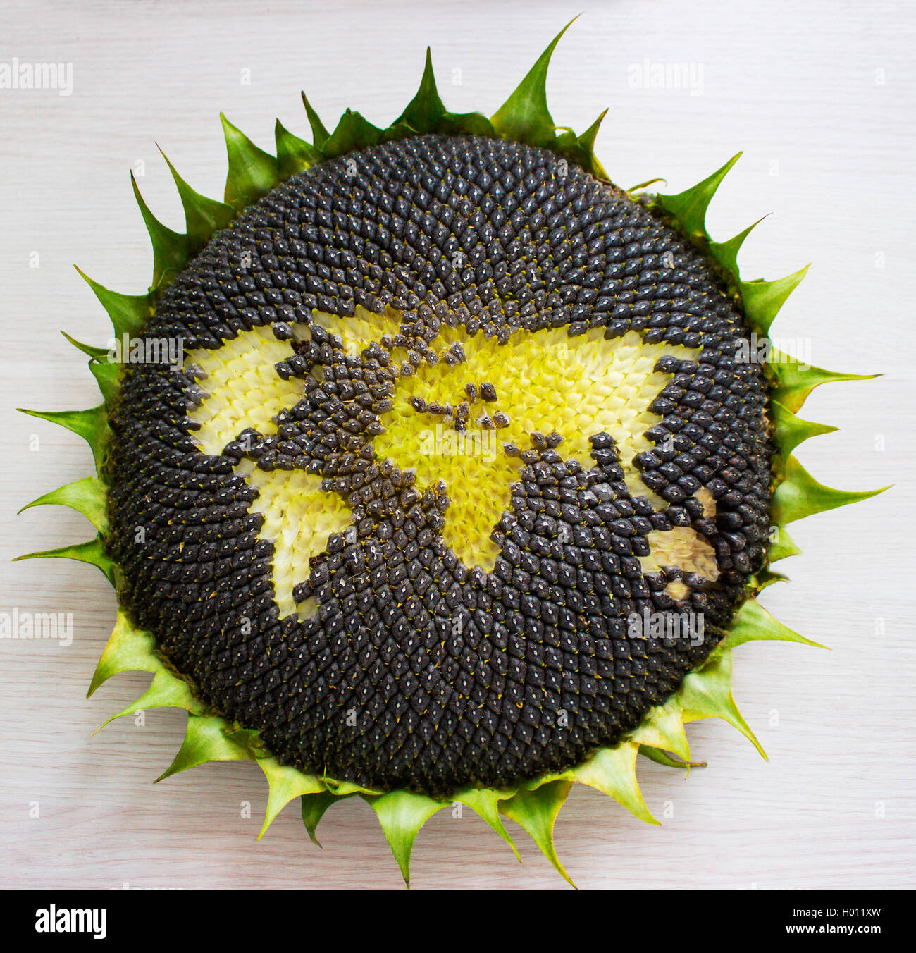 world map made from whole sunflower Stock Photo - Alamy