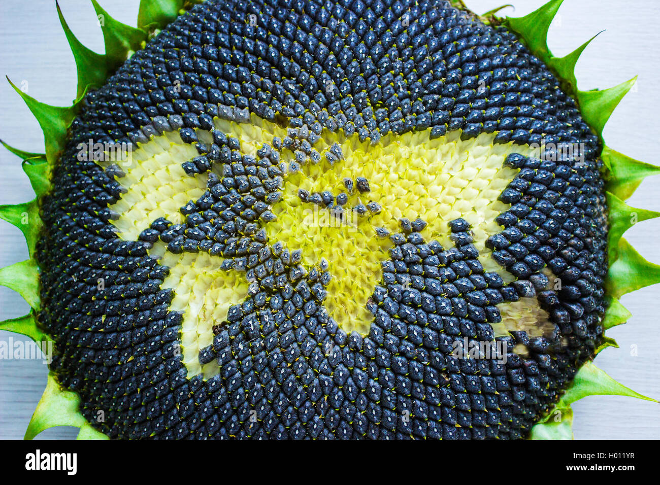 world map made from whole sunflower Stock Photo - Alamy