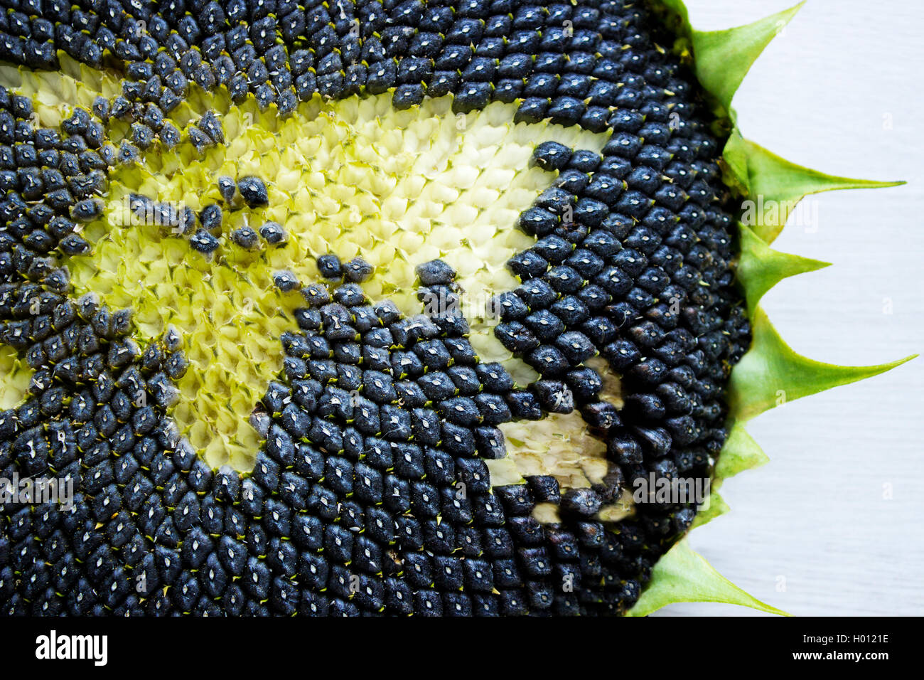 world map made from whole sunflower. Eurasia Stock Photo - Alamy