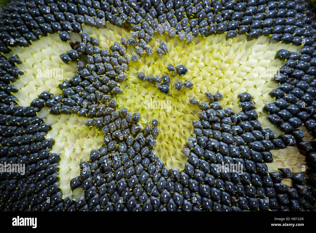 World map made black hi-res stock photography and images - Alamy