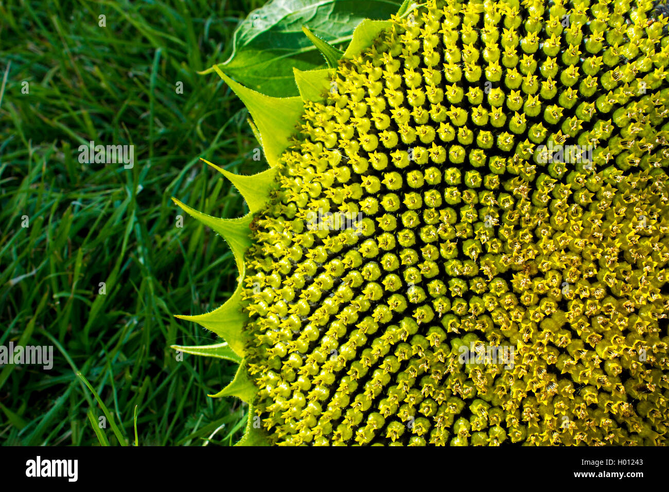 Natural geometry sunflower macro hi-res stock photography and images ...