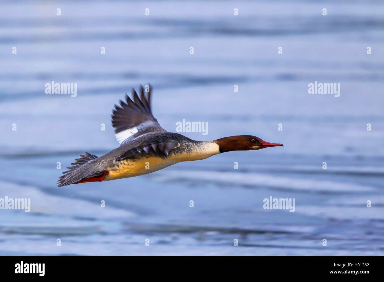 goosander (Mergus merganser), flying female, side view, Germany ...