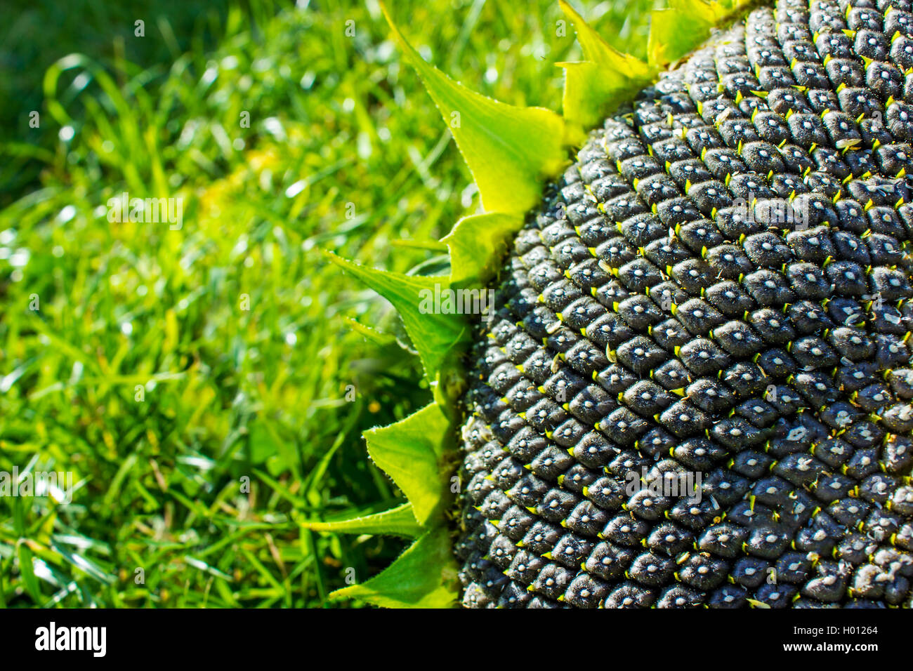 Achene dry fruit hi-res stock photography and images - Alamy