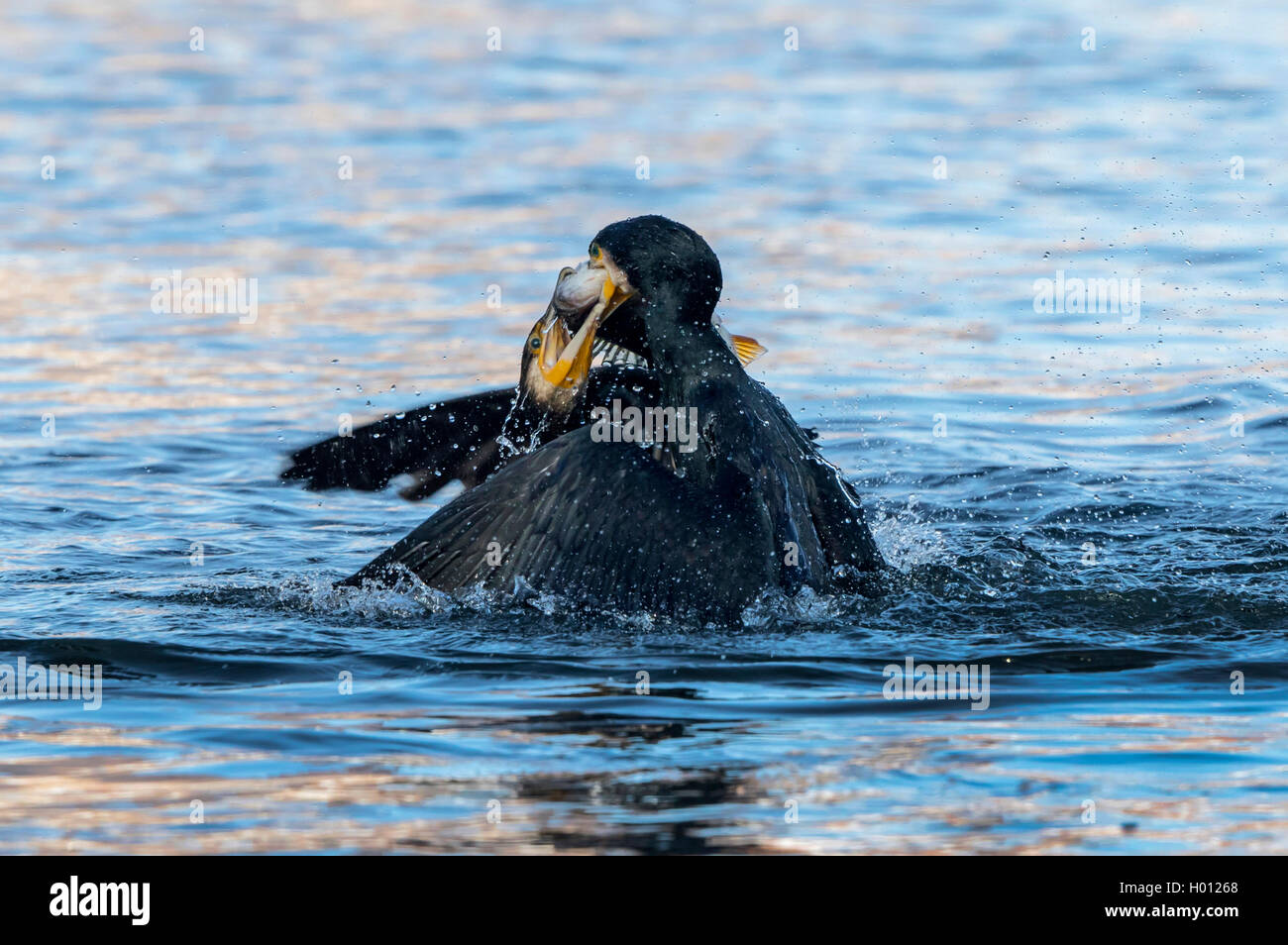 Great Black Cormorants High Resolution Stock Photography and Images - Alamy