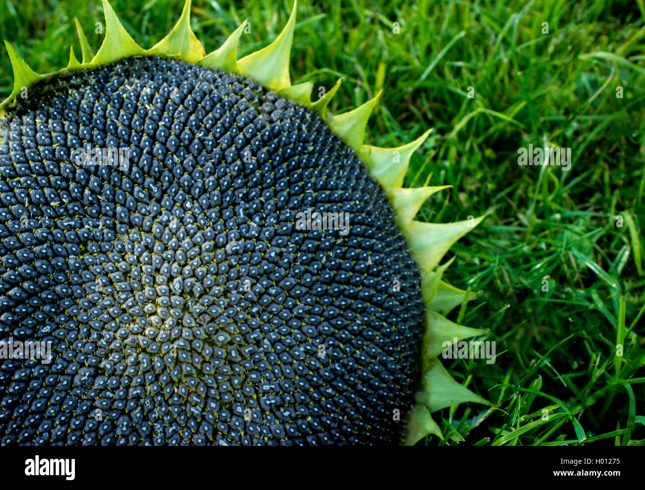 Sunflower hull hi-res stock photography and images - Alamy