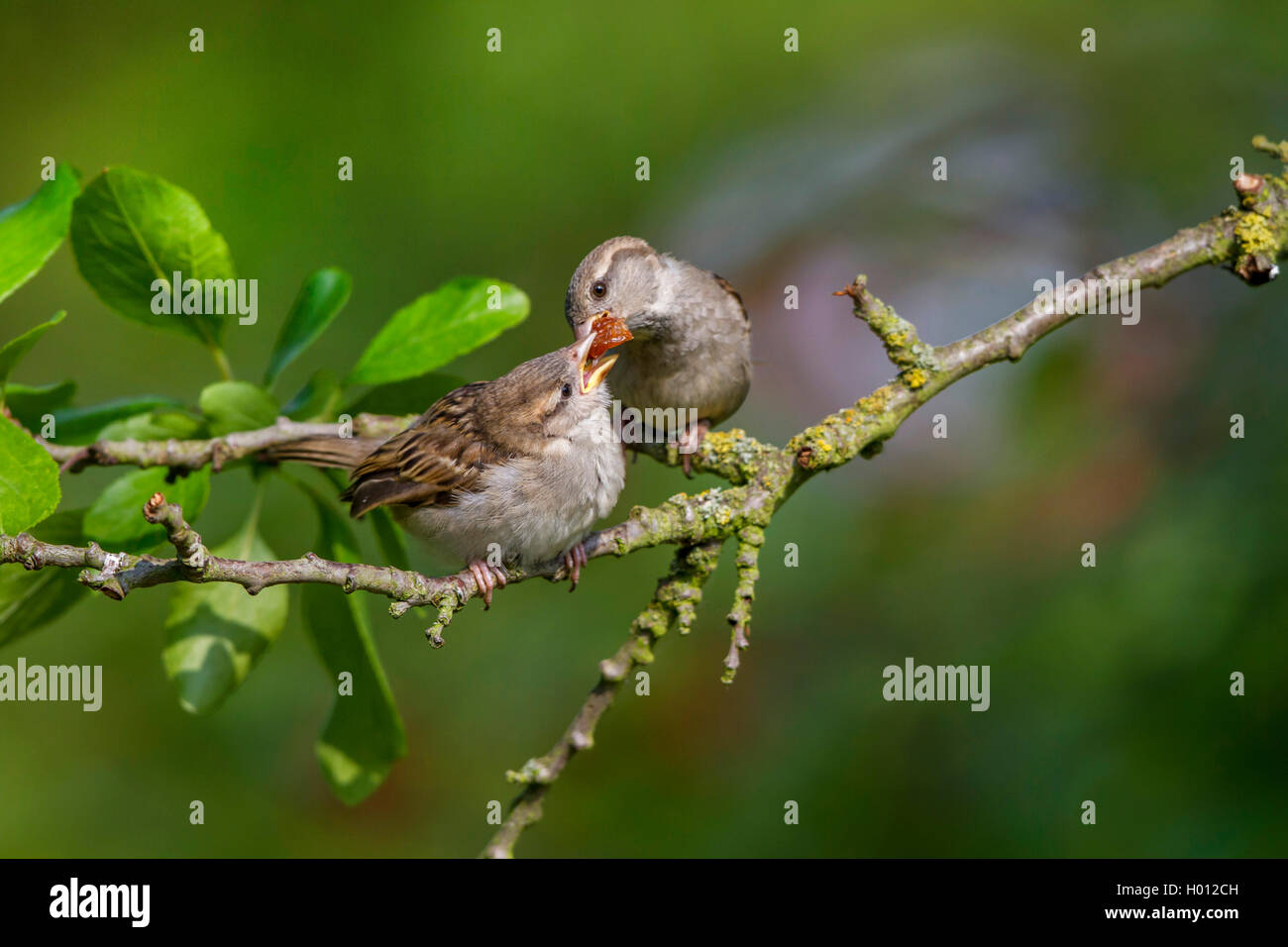 Fledgling sparrow hi-res stock photography and images - Alamy