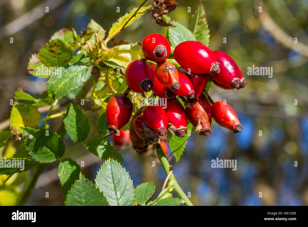 dog roseild (Rosa spec.), rose hips, Germany, Mecklenburg-Western ...