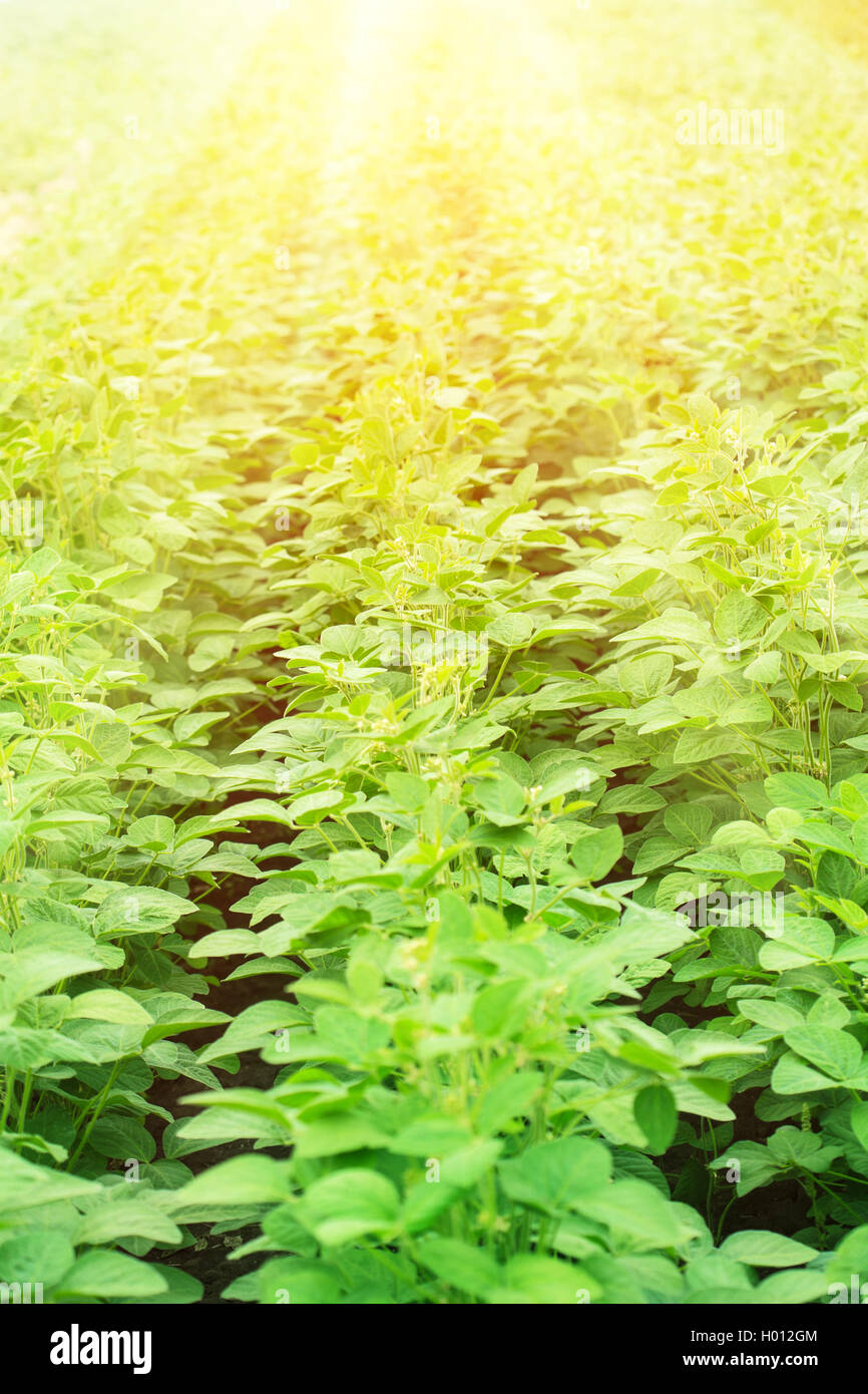 Soy crop field hi-res stock photography and images - Alamy