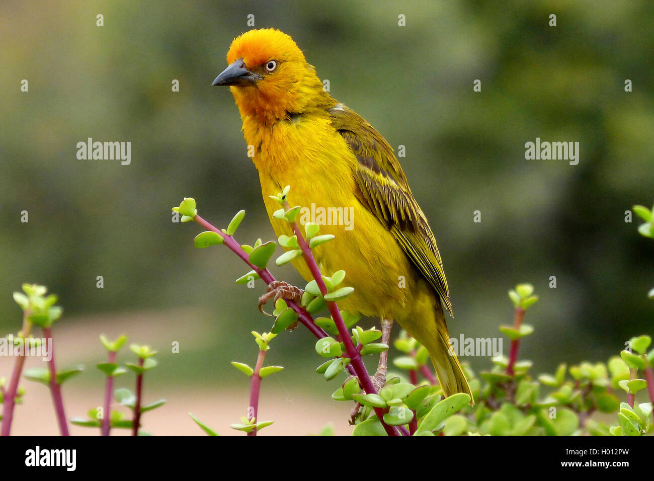 South african weaver birds hi-res stock photography and images - Alamy