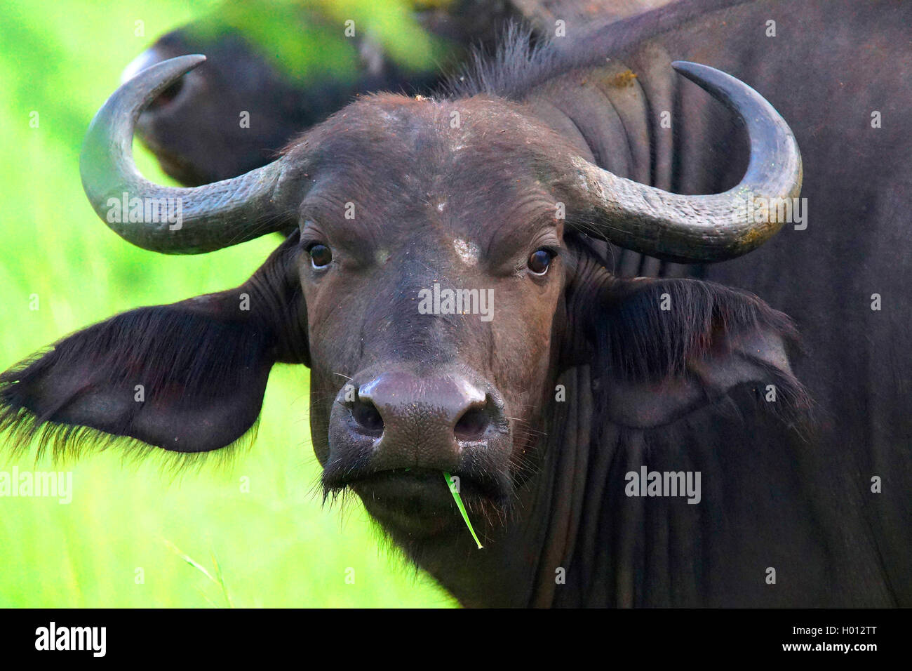 Afrikanische Bueffel Stock Photos & Afrikanische Bueffel Stock Images ...