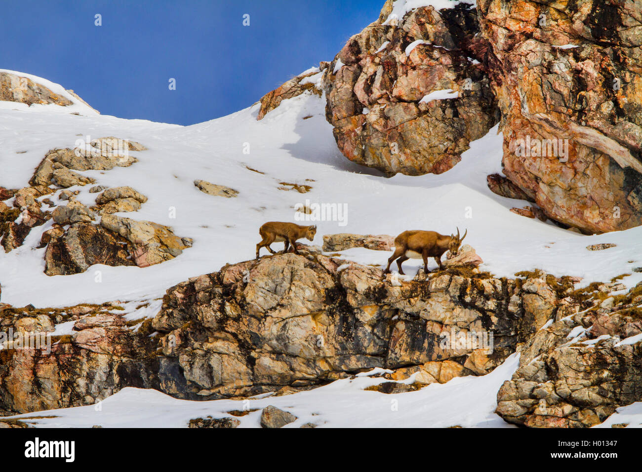 Ibex fawns hi-res stock photography and images - Alamy