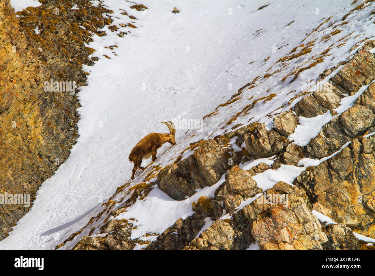 Cliff ibex hi-res stock photography and images - Alamy