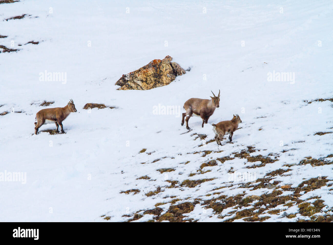 Alpine ibex (Capra ibex, Capra ibex ibex), female ibex with fawn ...