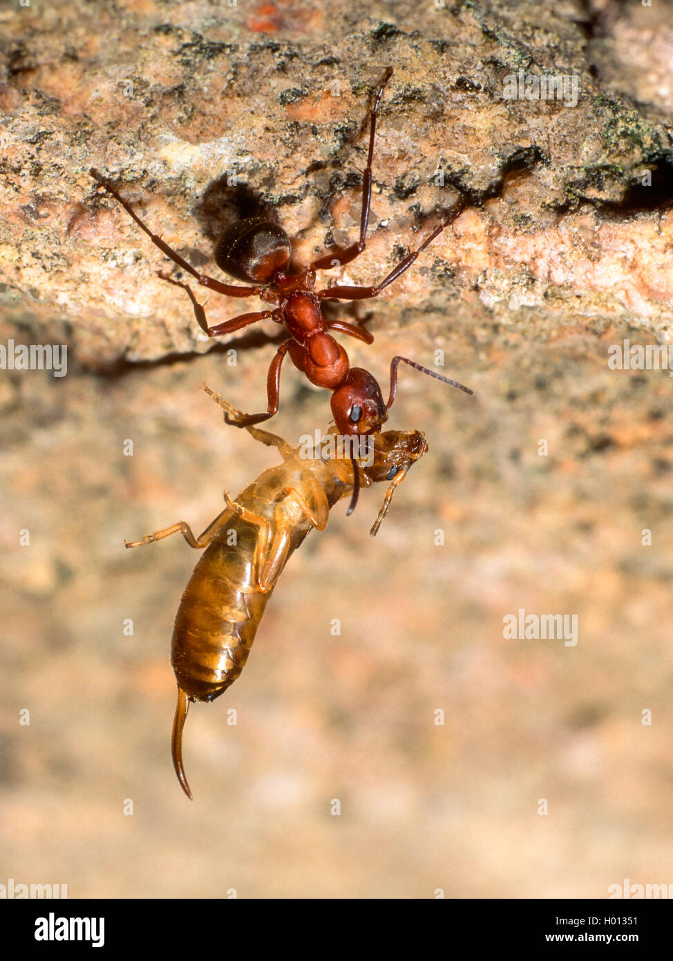 Red wood ant (Formica rufa), with captured Earwig, Germany Stock Photo ...
