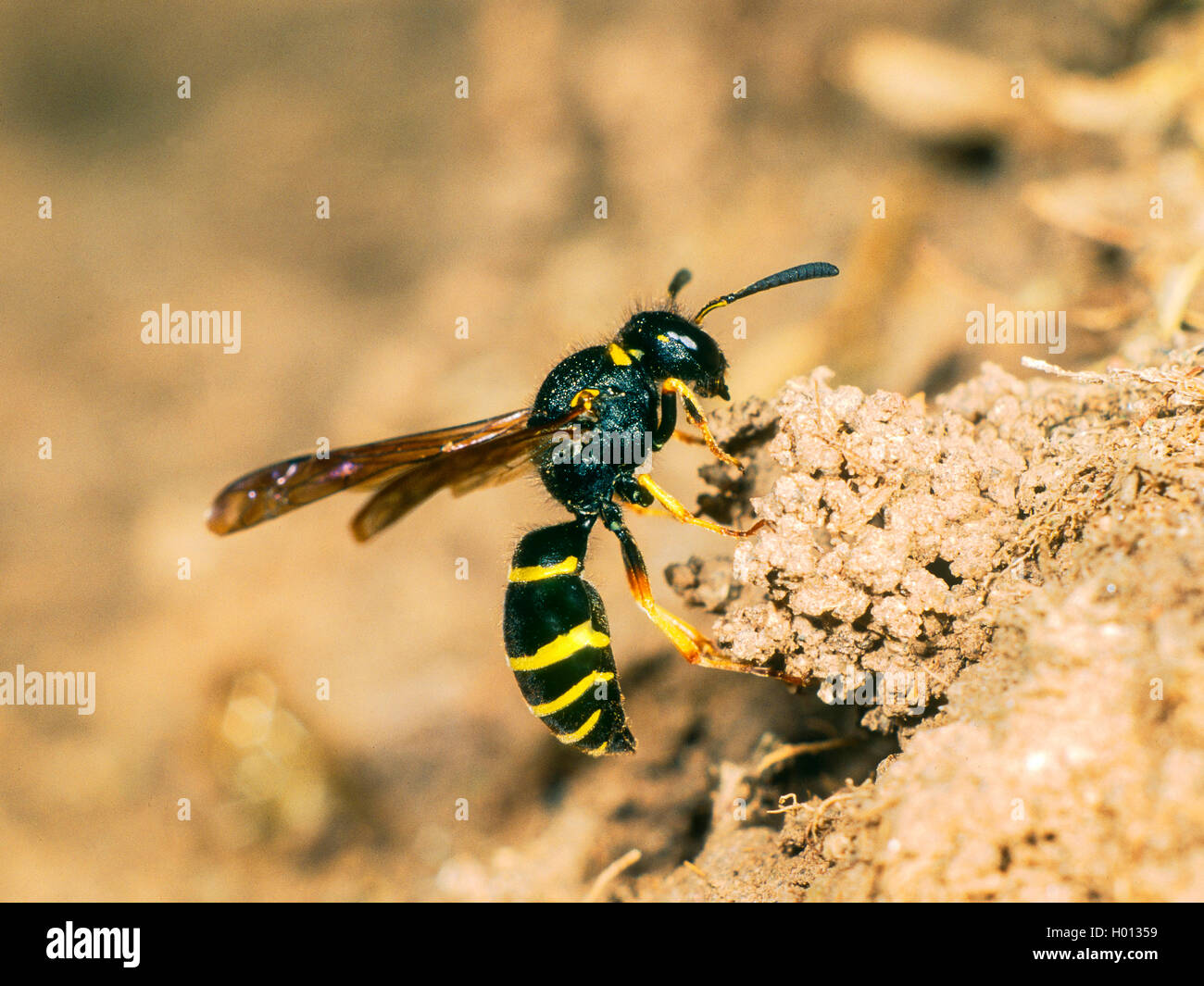 potter wasp (Odynerus spinipes, Oplomerus spinipes), nest building ...