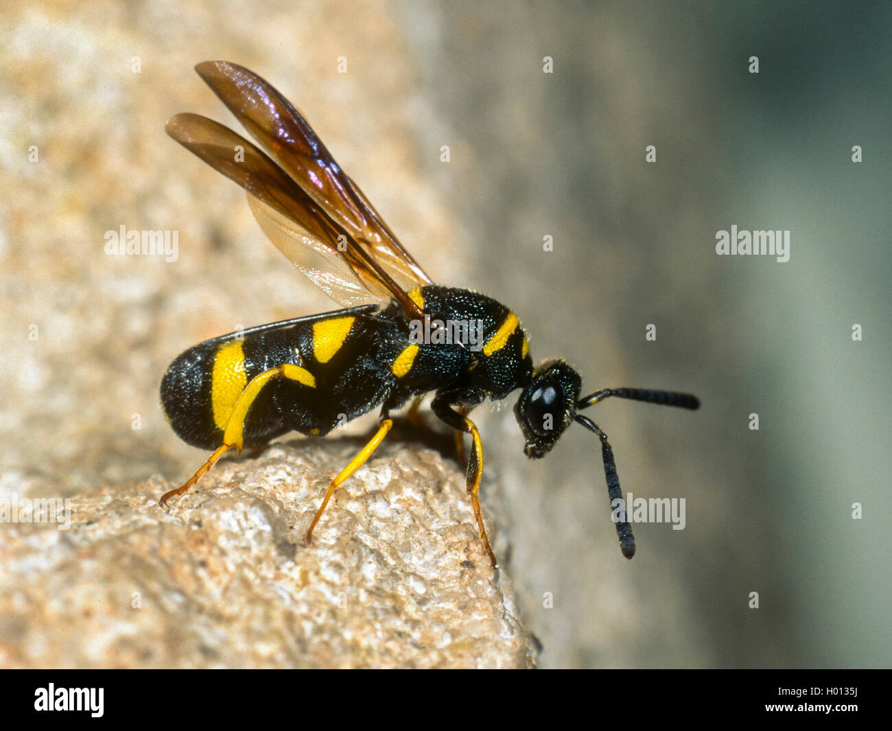 parasitic wasp (Leucospis dorsigera), female, Germany Stock Photo - Alamy
