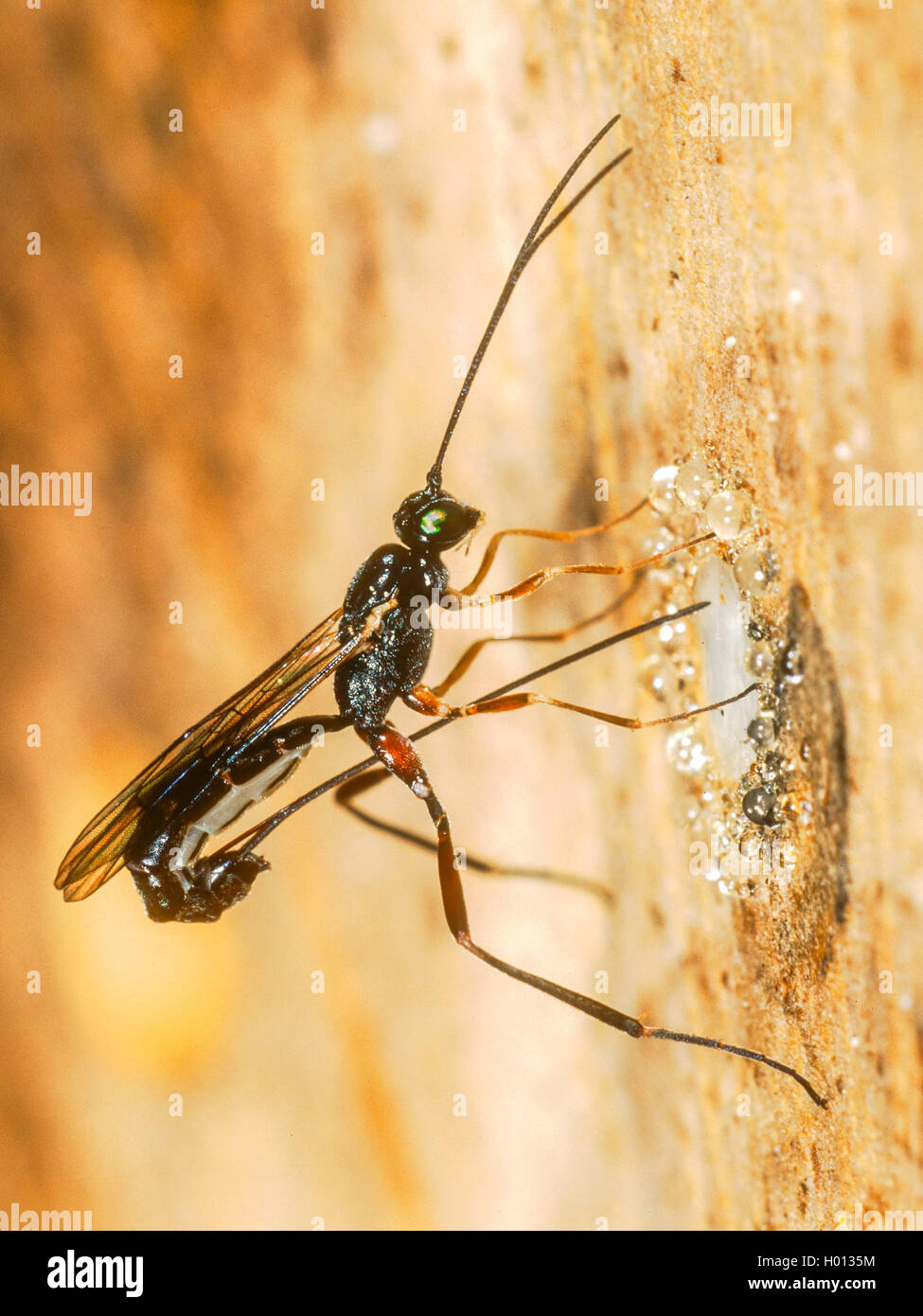 Ichneumons ichneumonidae hi-res stock photography and images - Alamy