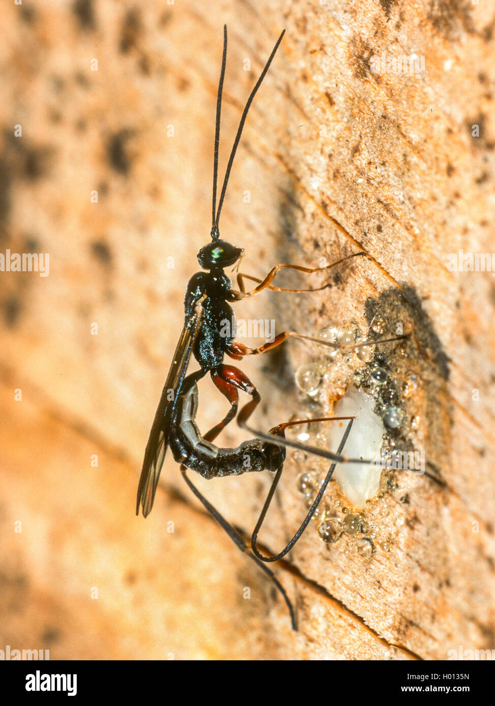 ichneumon flies, ichneumons (Ichneumonidae), Egg deposition by female ...