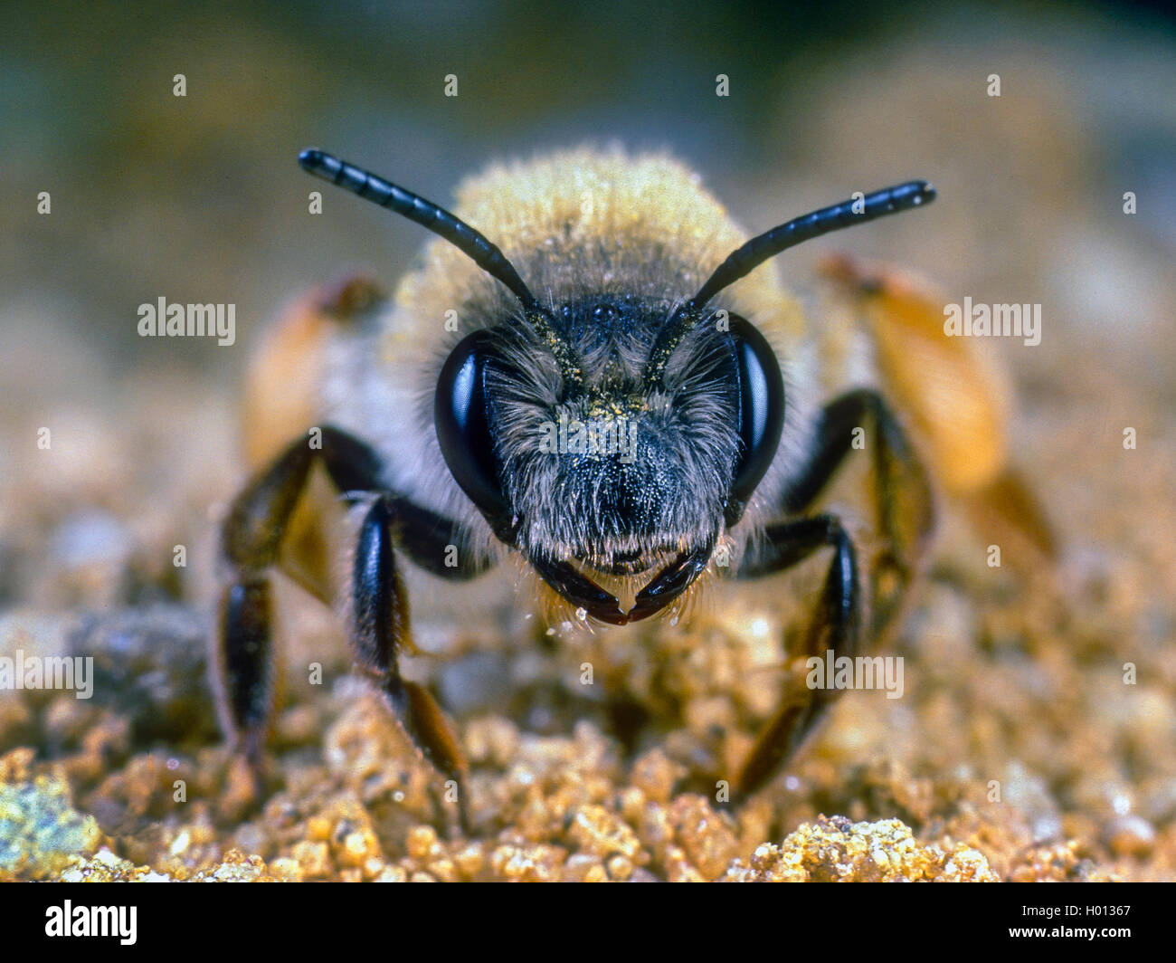 mining-bee (Andrena tibialis), female, Germany Stock Photo - Alamy